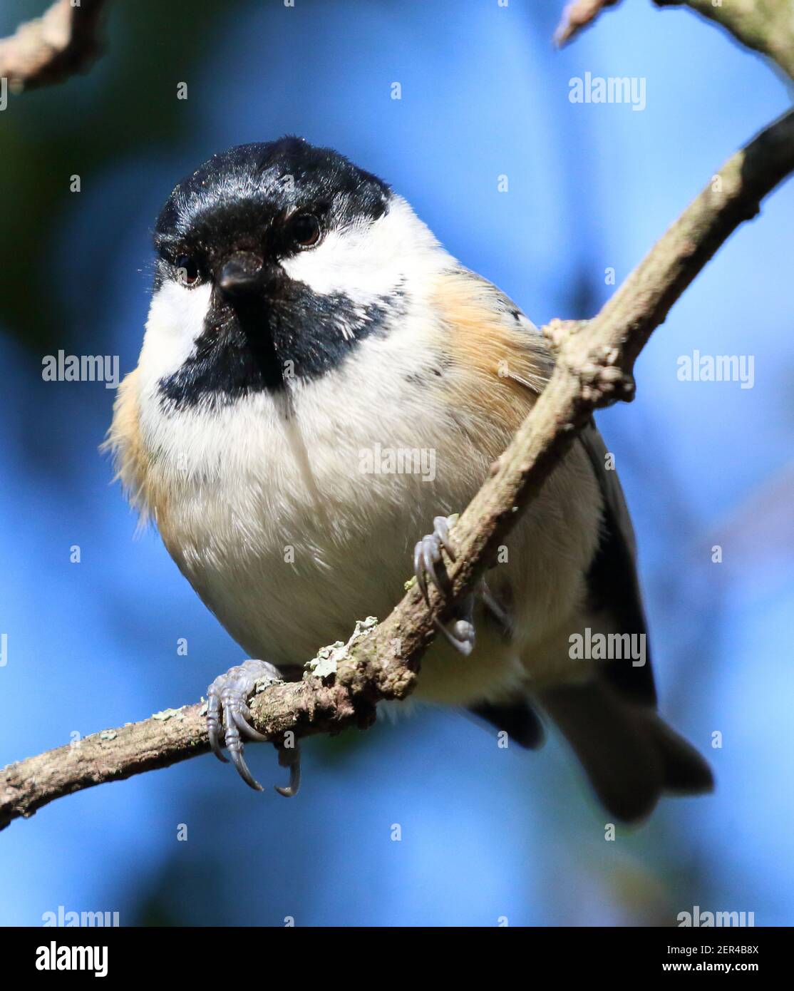 Coal Tit (Periparus Ater Stock Photo - Alamy