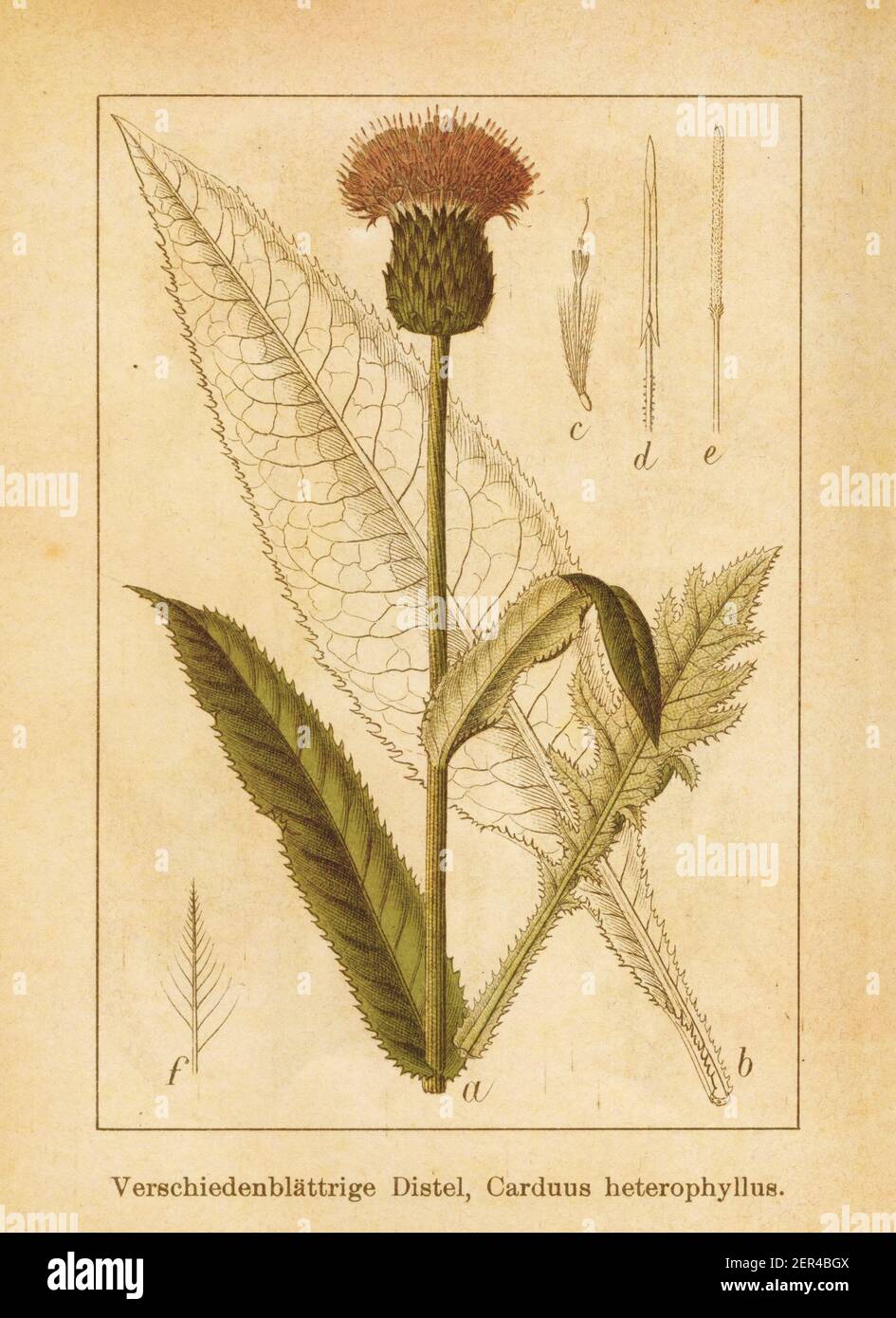Antique illustration of a cirsium heterophyllum, also known as carduus ...