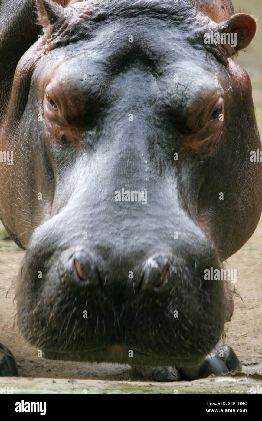 Hippo in zoo Stock Photo - Alamy