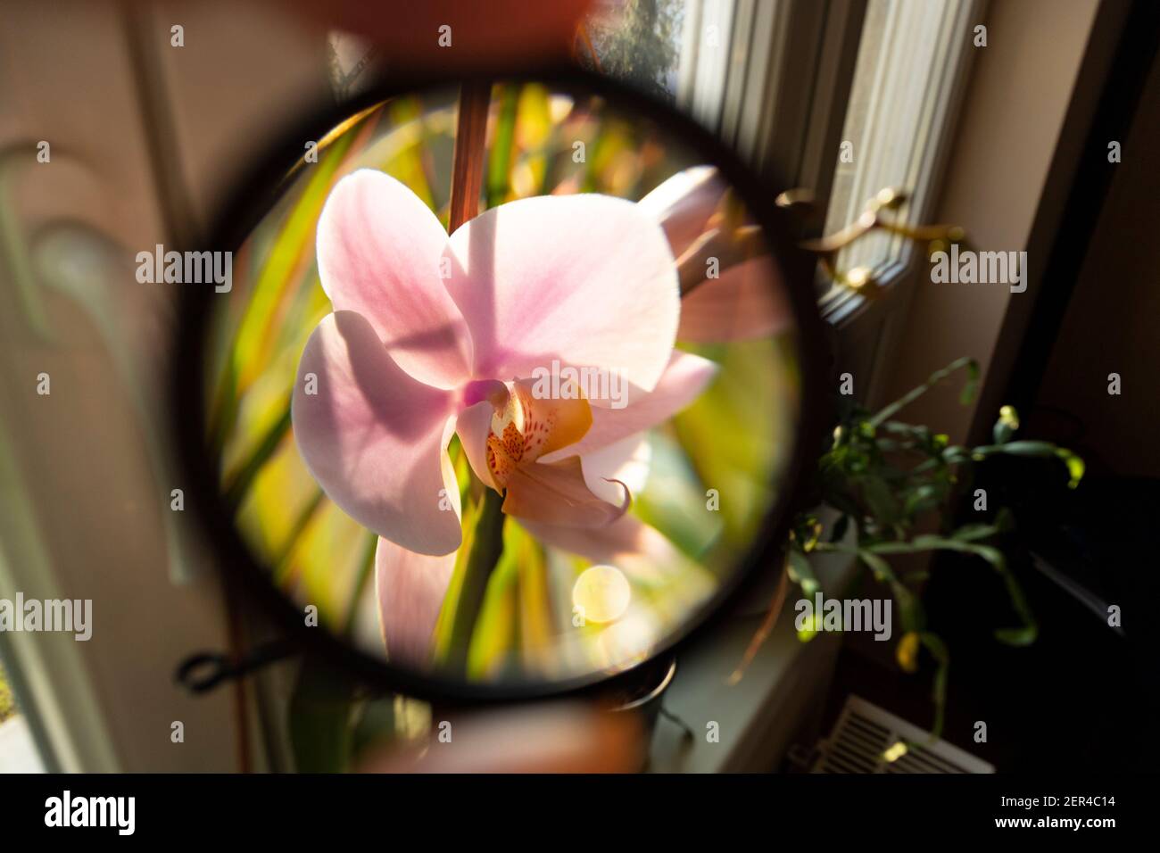 Taking a closer look on orchid flower blossoming while observing it ...