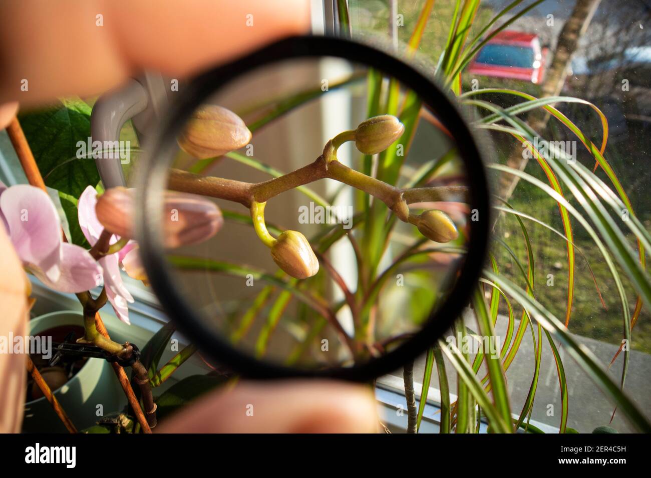 Taking a closer look on orchid flower buds blossoming while observing ...