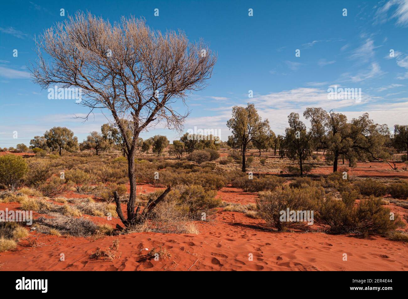 TREES AND BUSHES, RED CENTRE, NORTHERN TERRITORY, AUSTRALIA Stock Photo ...