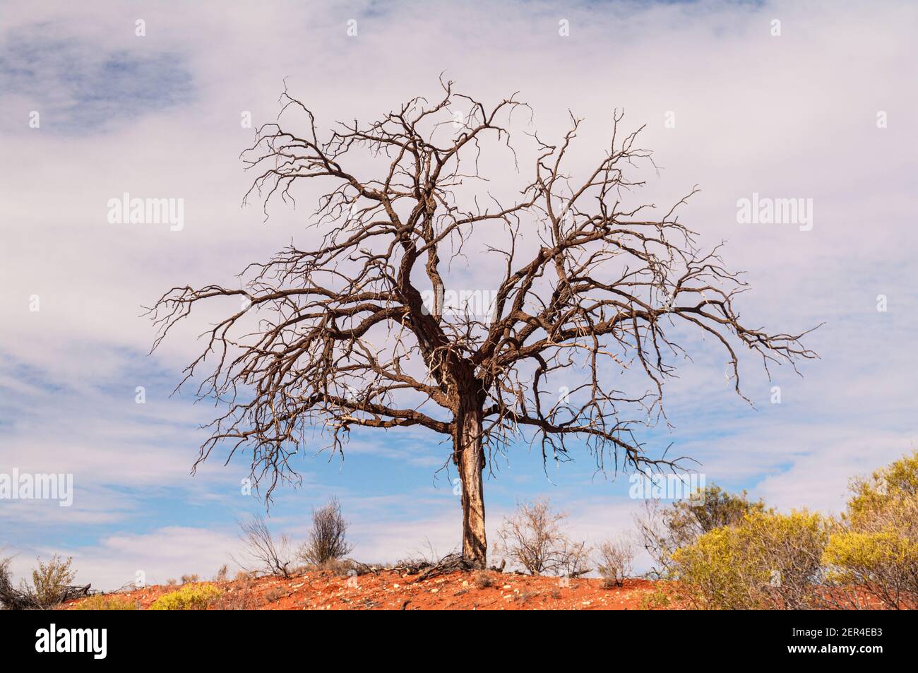 TREES AND BUSHES, RED CENTRE, NORTHERN TERRITORY, AUSTRALIA Stock Photo ...