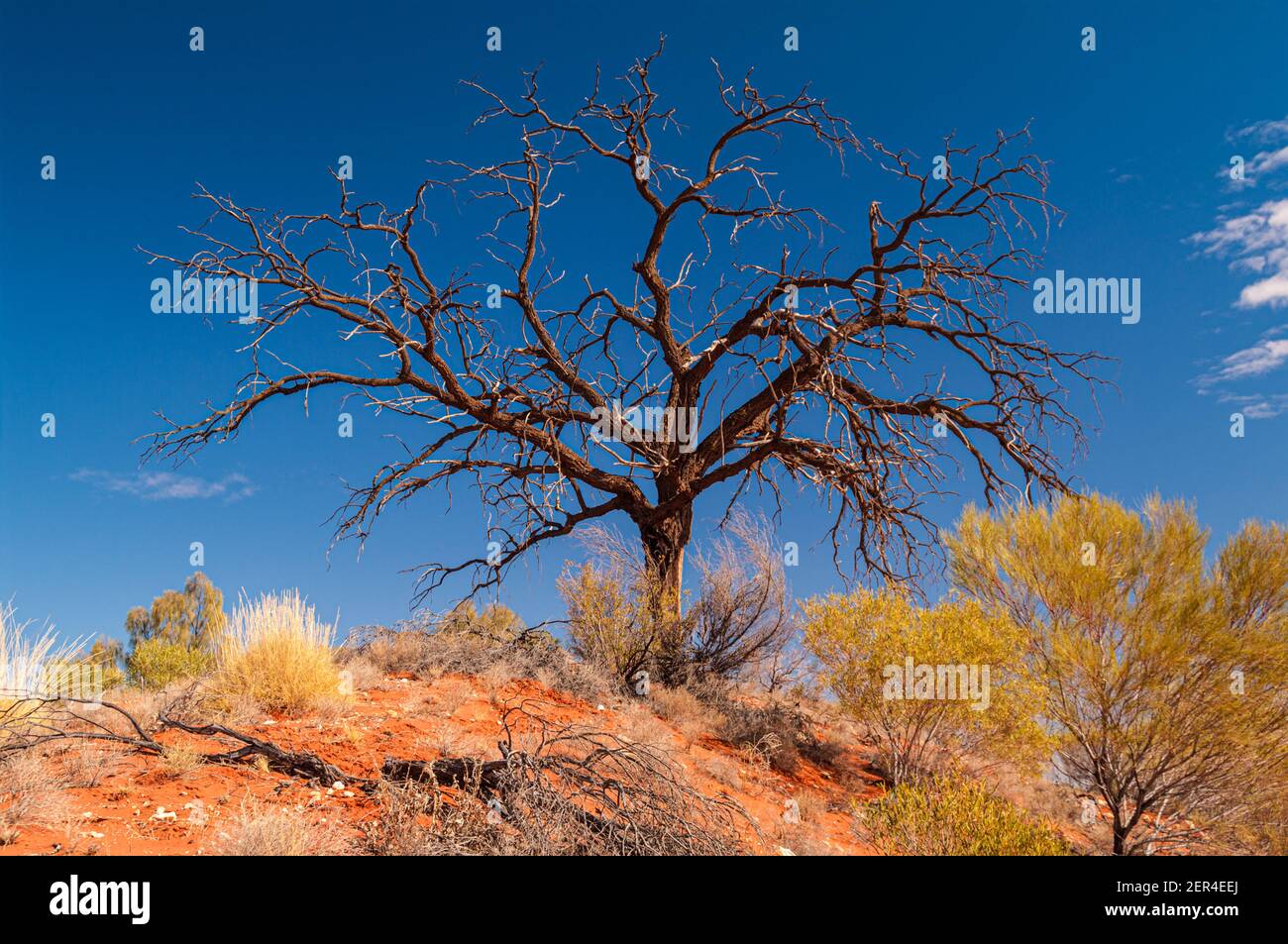 TREES AND BUSHES, RED CENTRE, NORTHERN TERRITORY, AUSTRALIA Stock Photo ...