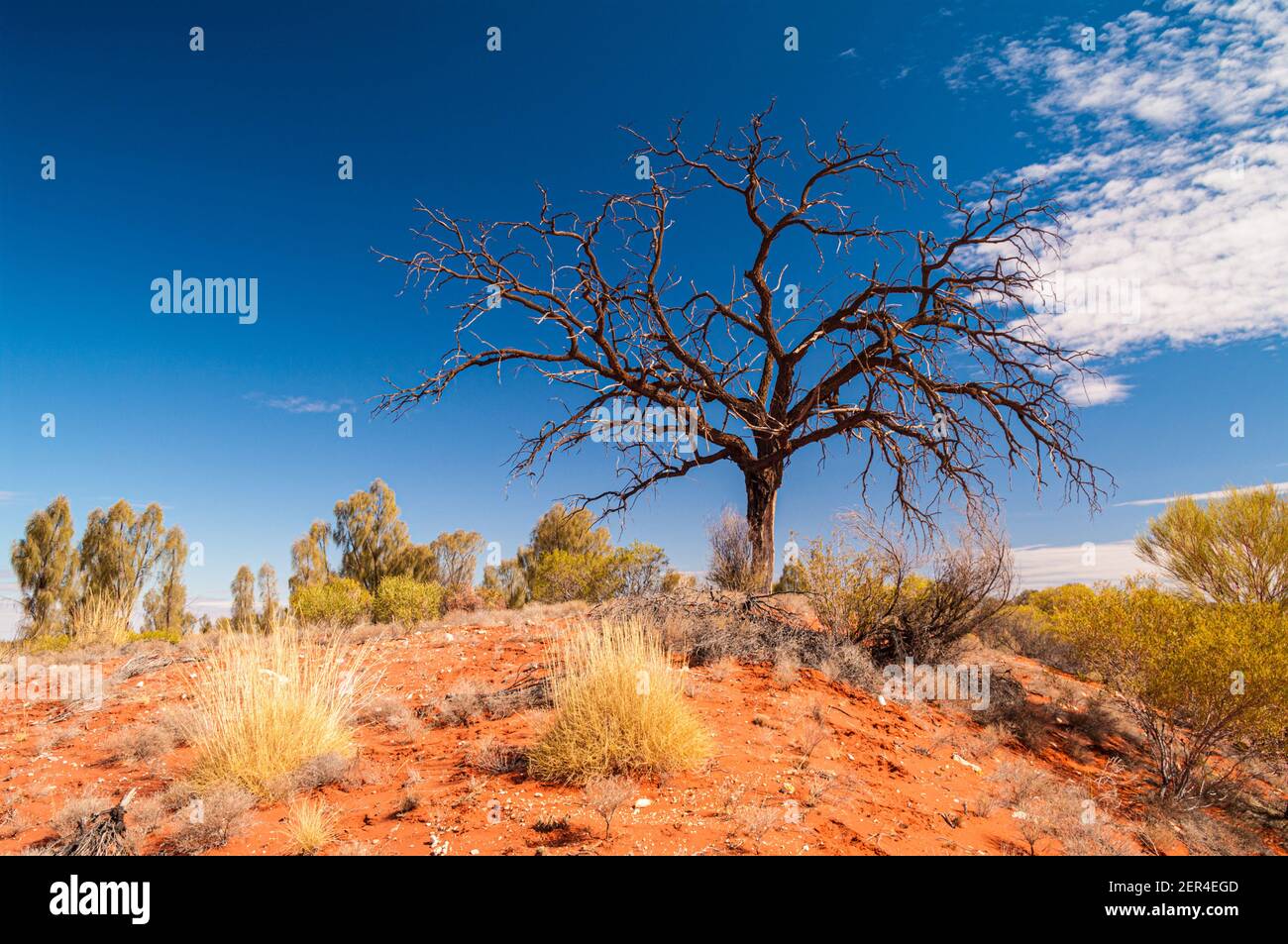 TREES AND BUSHES, RED CENTRE, NORTHERN TERRITORY, AUSTRALIA Stock Photo ...