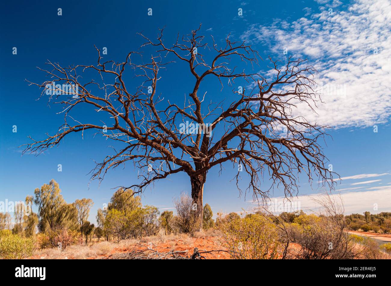 TREES AND BUSHES, RED CENTRE, NORTHERN TERRITORY, AUSTRALIA Stock Photo ...