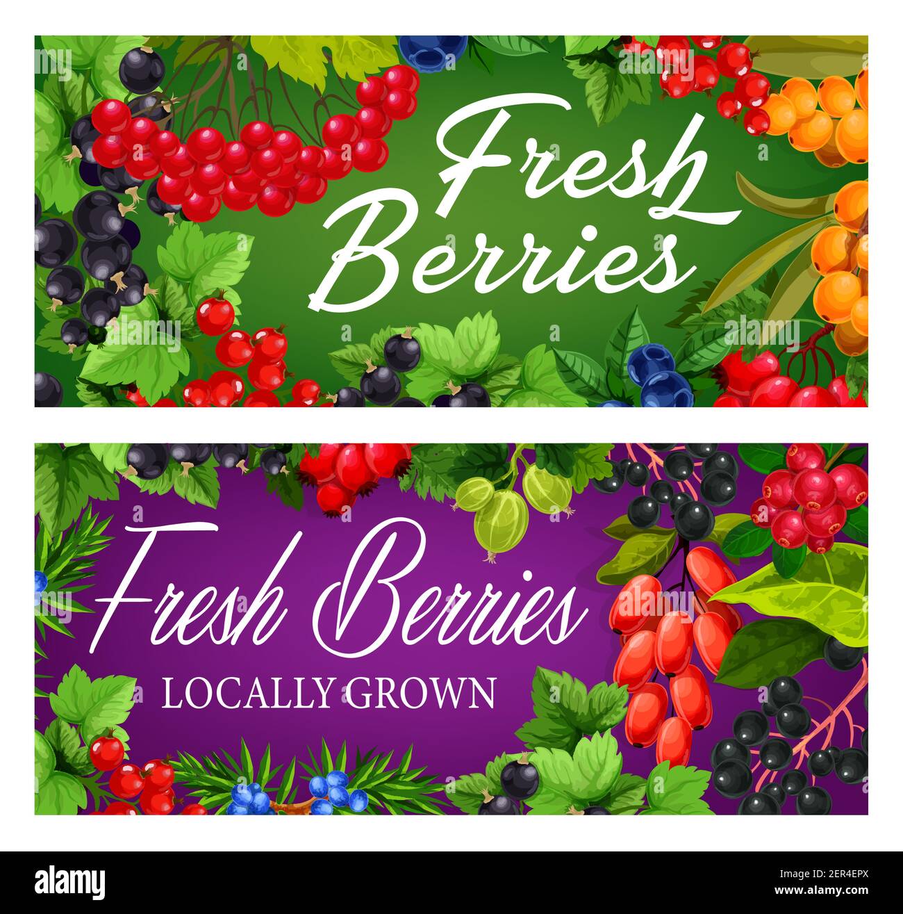 Ripe berries red bilberry Stock Vector Images - Alamy