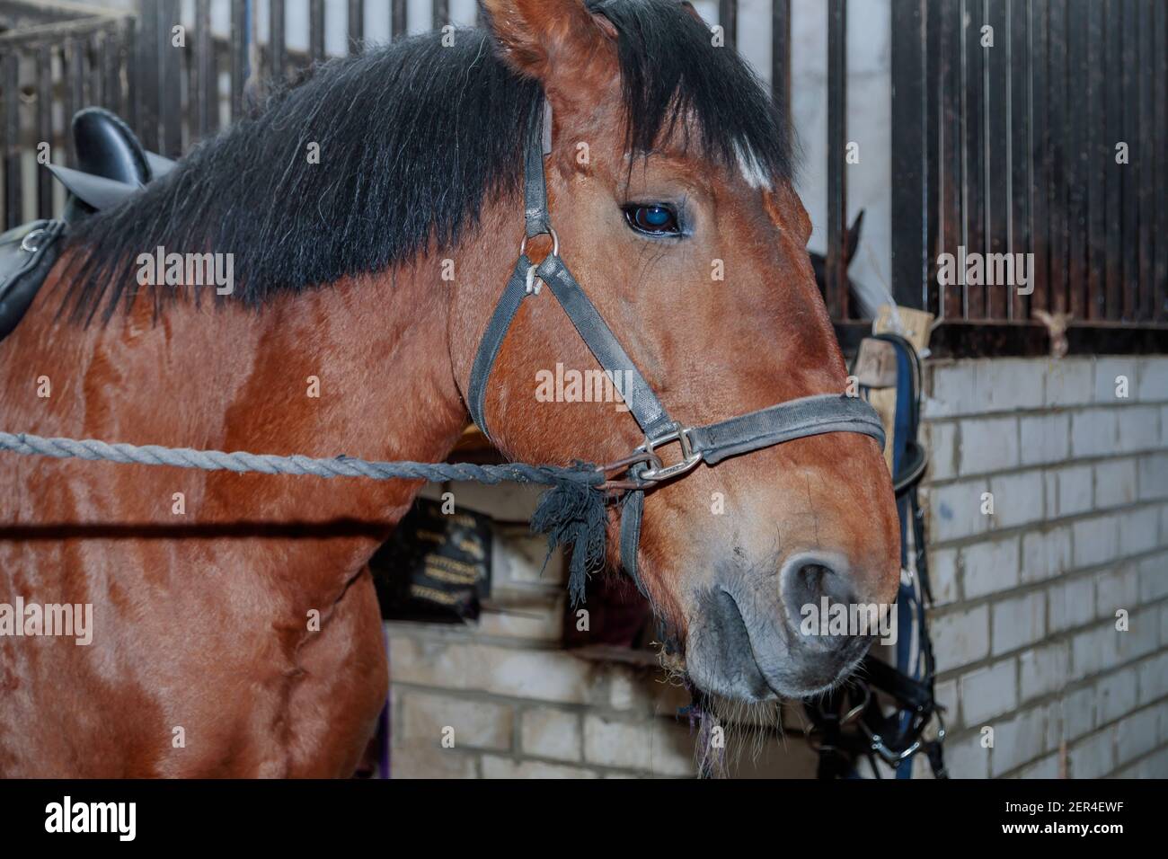 Close up portrait of a beautiful horse in a stable. Brown color Stock ...