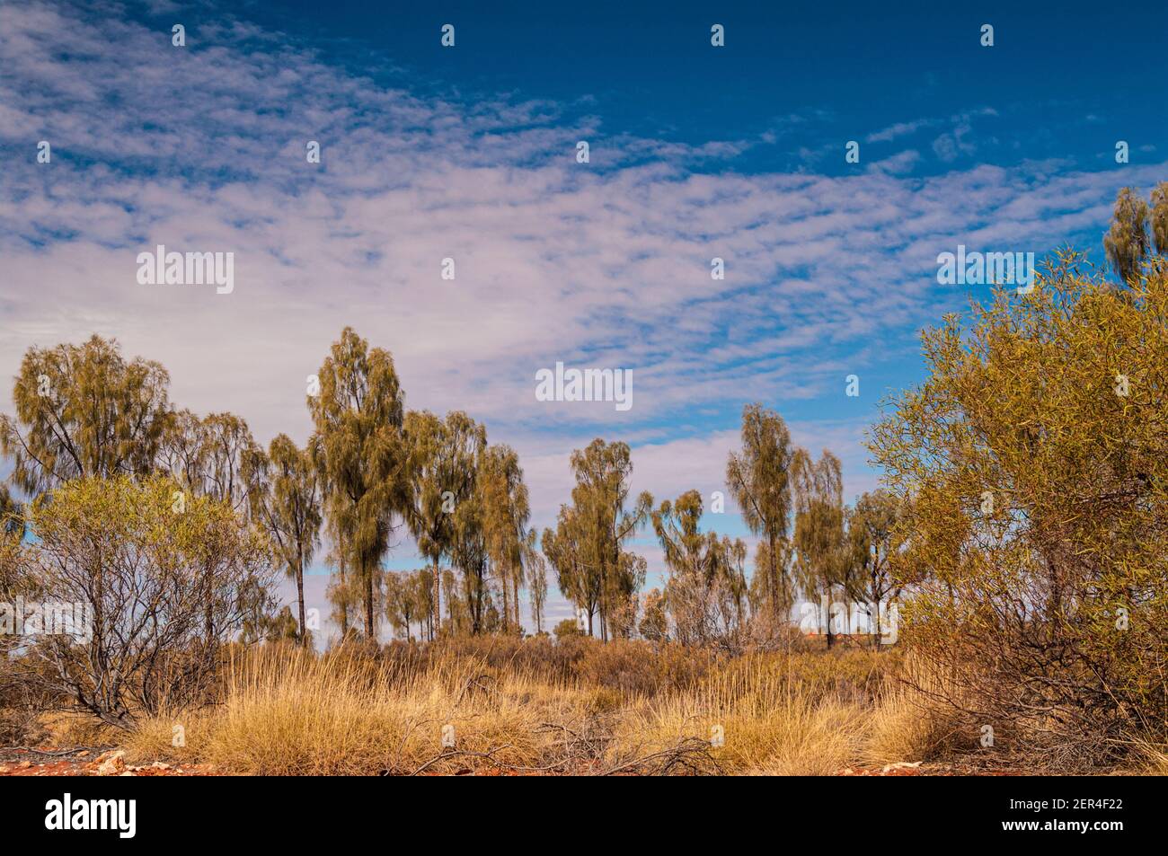 TREES AND BUSHES, RED CENTRE, NORTHERN TERRITORY, AUSTRALIA Stock Photo ...