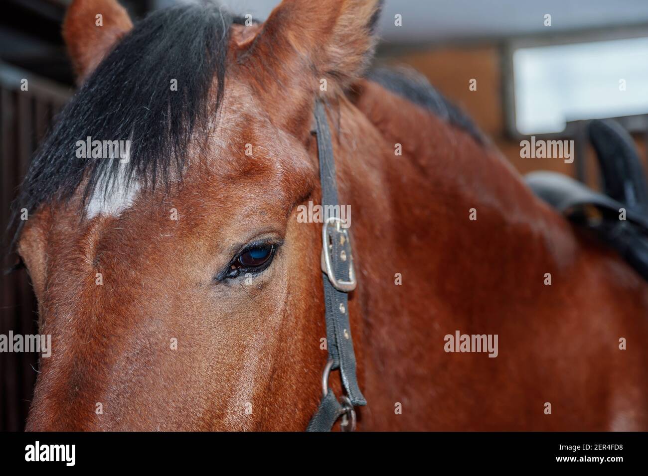 Close up portrait of a beautiful horse in a stable. Brown color Stock ...