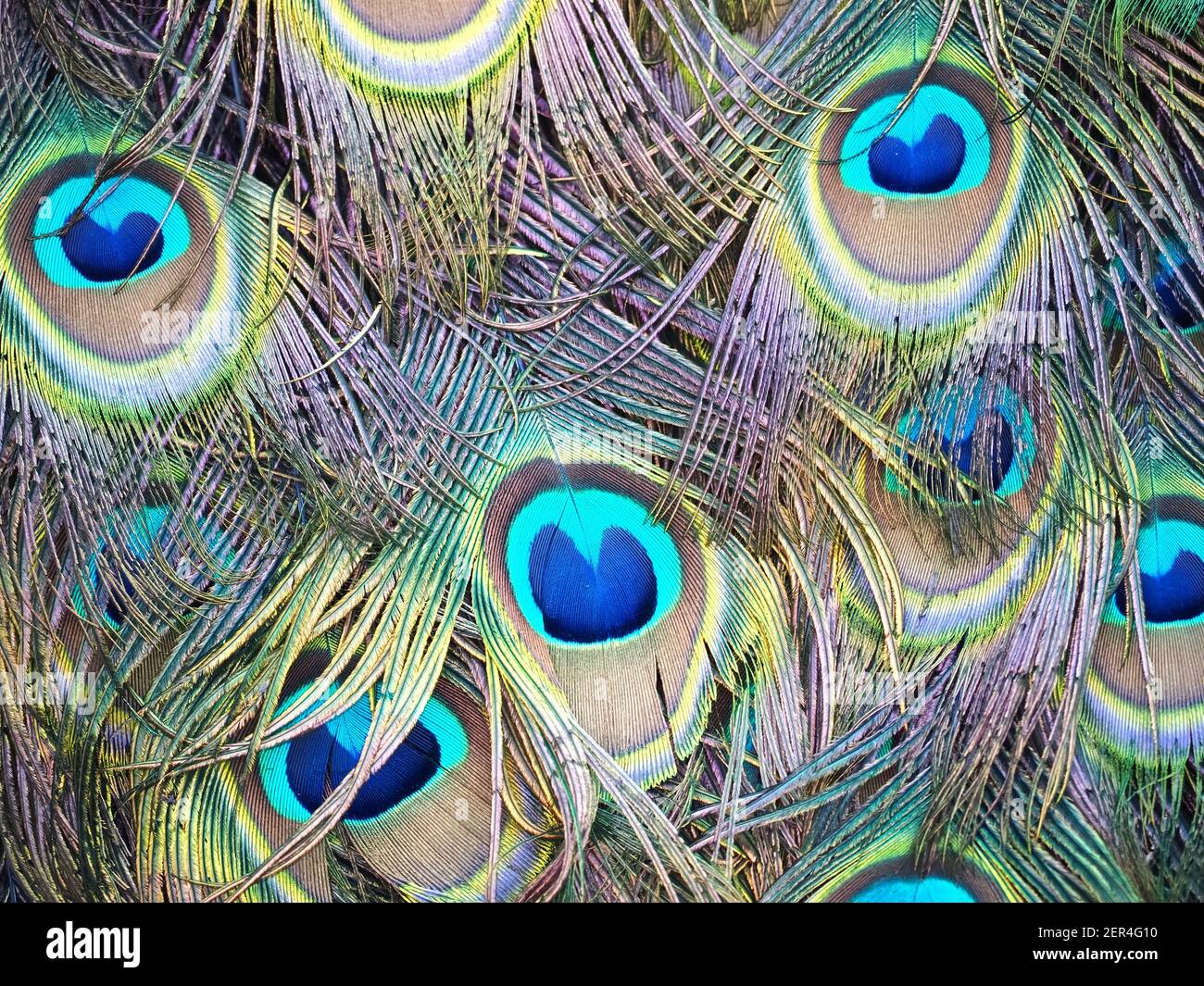 Birds with blue tails hi-res stock photography and images - Alamy