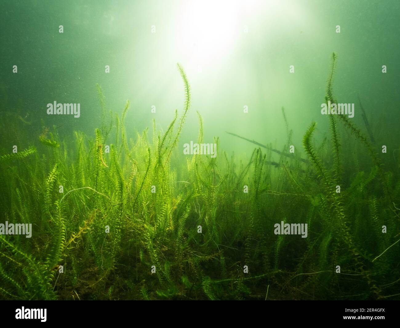 Underwater scenery with green waterweed vegetation Stock Photo - Alamy