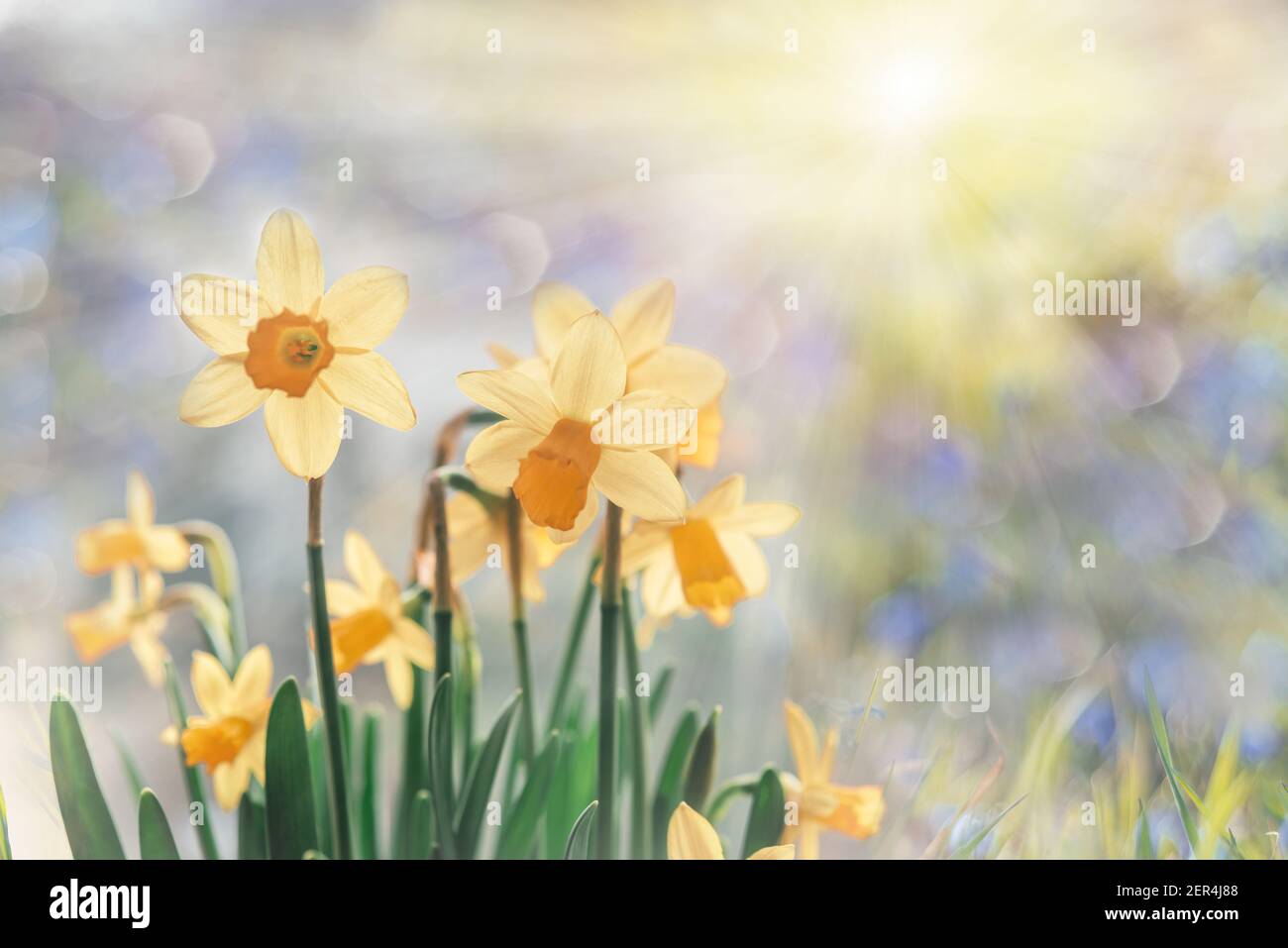 Daffodil flowers floral spring banner Stock Photo - Alamy