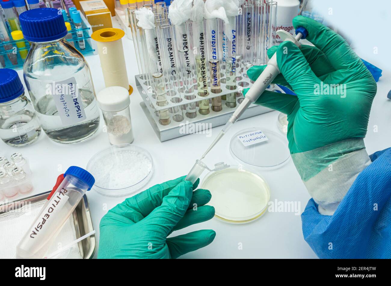Scientist working in lab with antiviral plitidepsin chemical compound ...