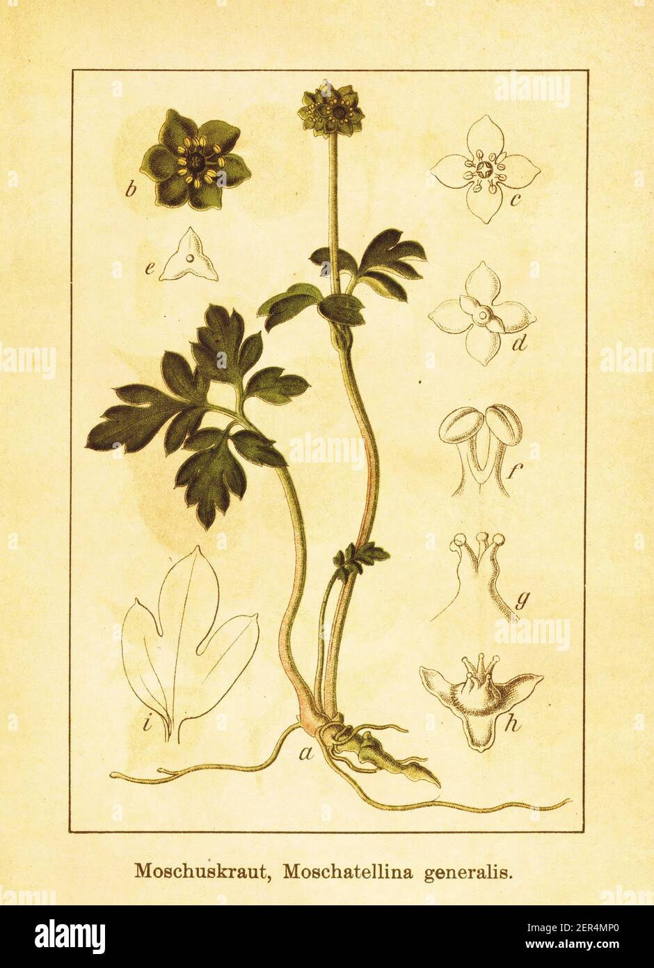 Antique 19th-century illustration of moschatel. Engraving by Jacob ...