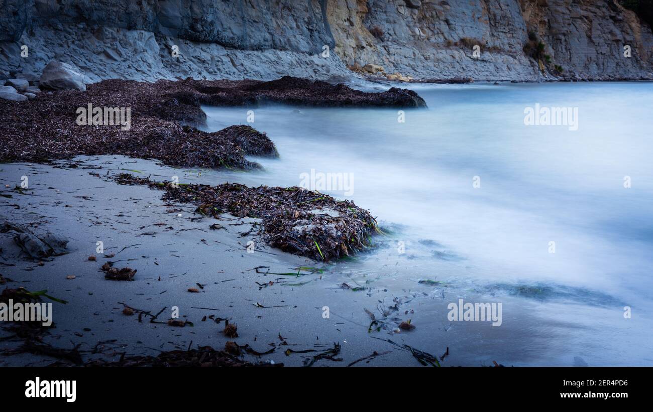 Sargasso sea seaweed hi-res stock photography and images - Alamy