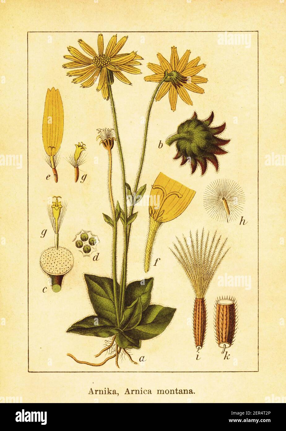 Tobacco flower illustration hi-res stock photography and images - Alamy