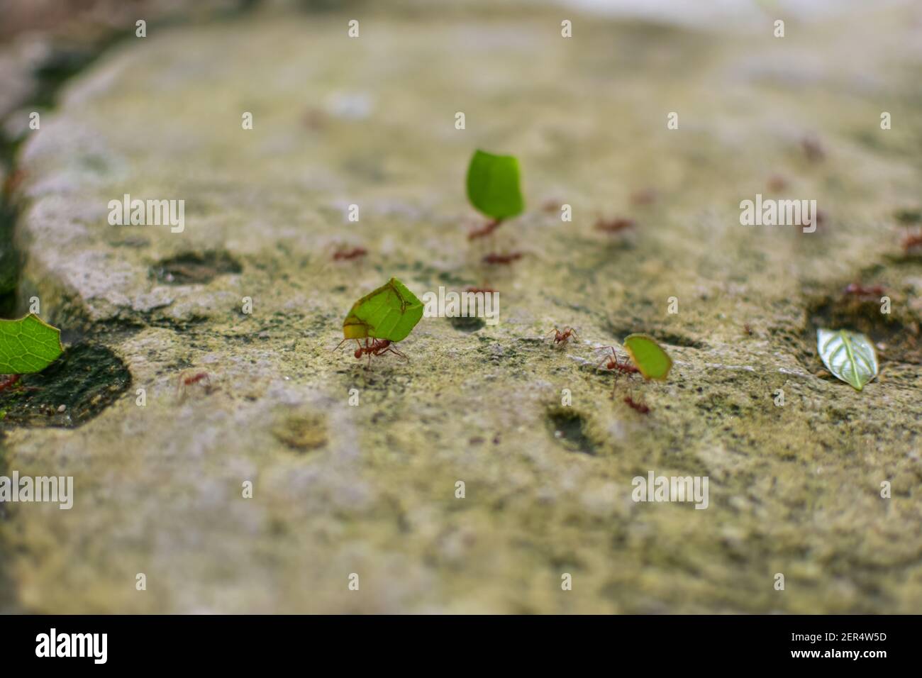 Leafcutter ants carrying leaves at Palenque, Mexico Stock Photo - Alamy