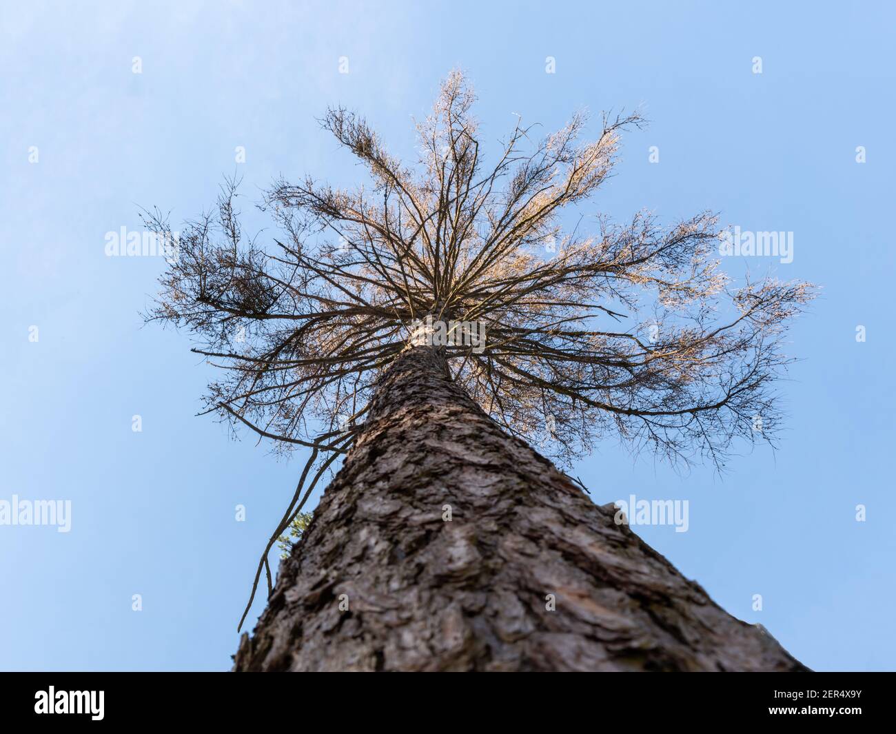 Crown of an old pine tree with stem and needles in front of blue sky ...