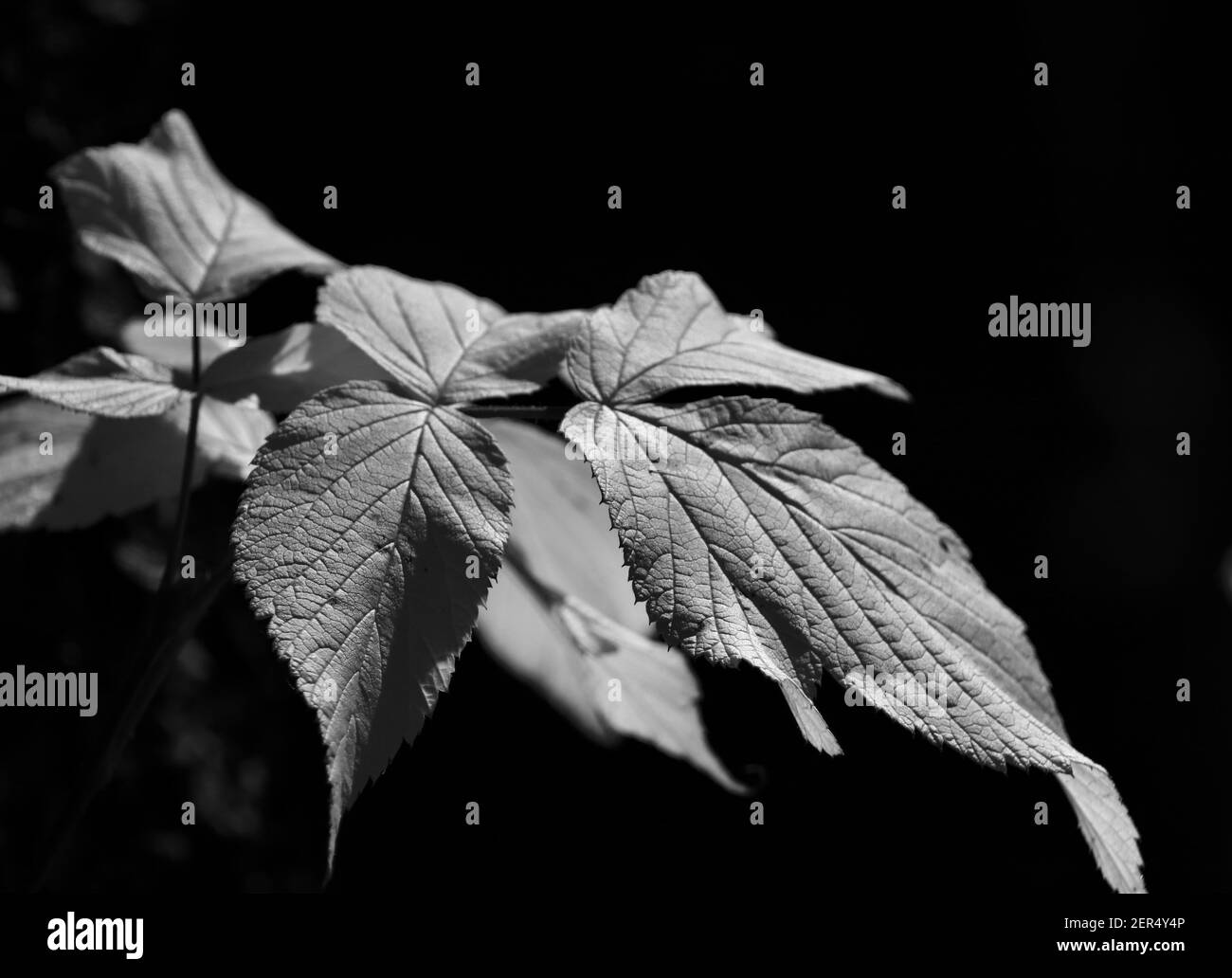 Tree veins Black and White Stock Photos & Images - Alamy
