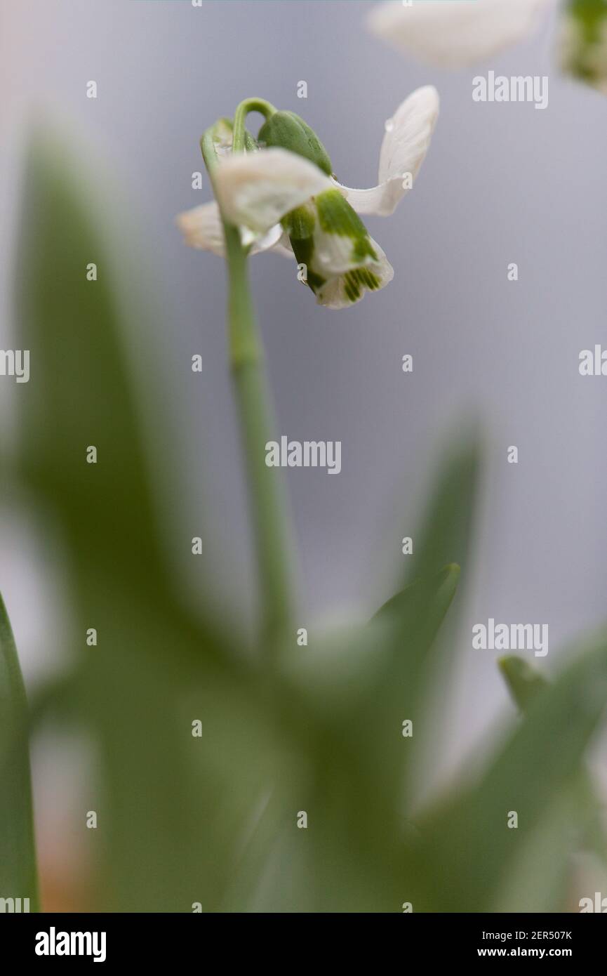 Snowdrop beluga hi-res stock photography and images - Alamy