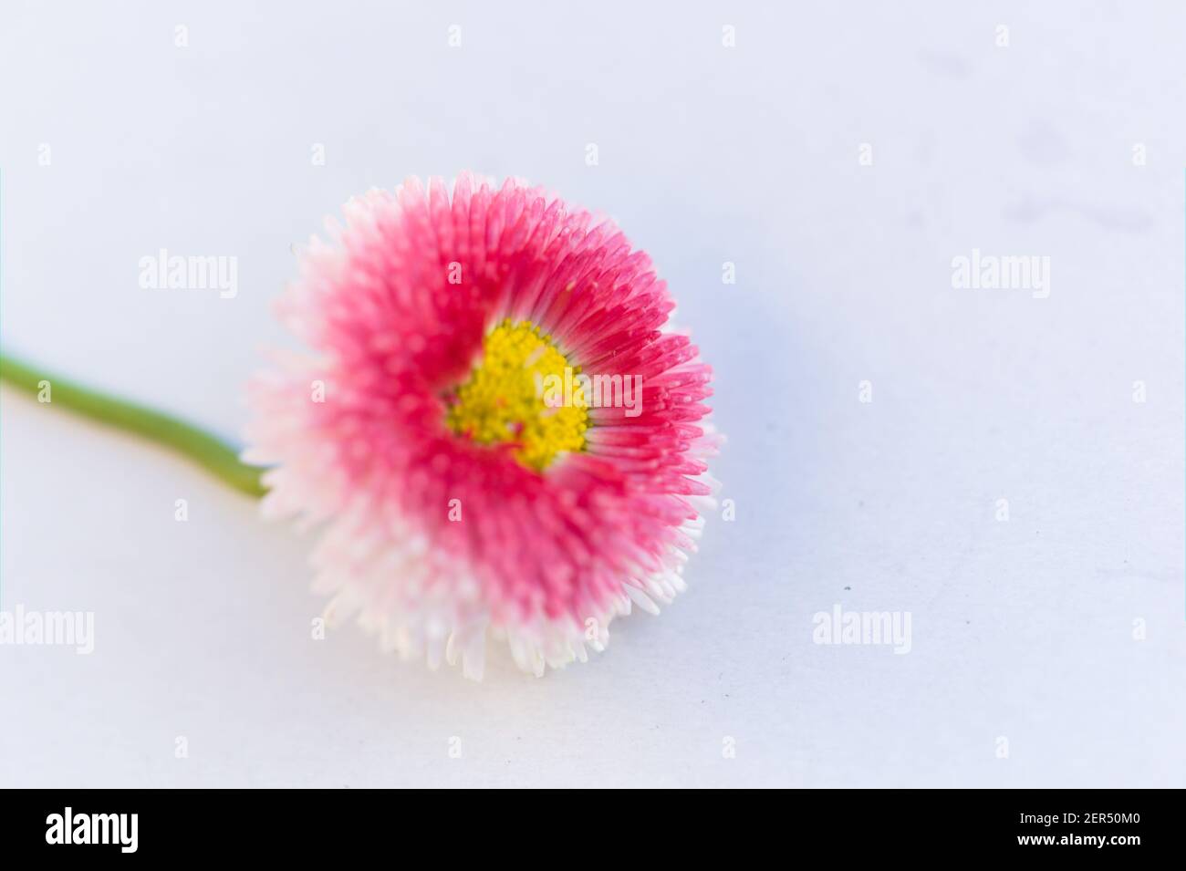 Close-up of a single Bellis Perennis Flower on a white background Stock ...