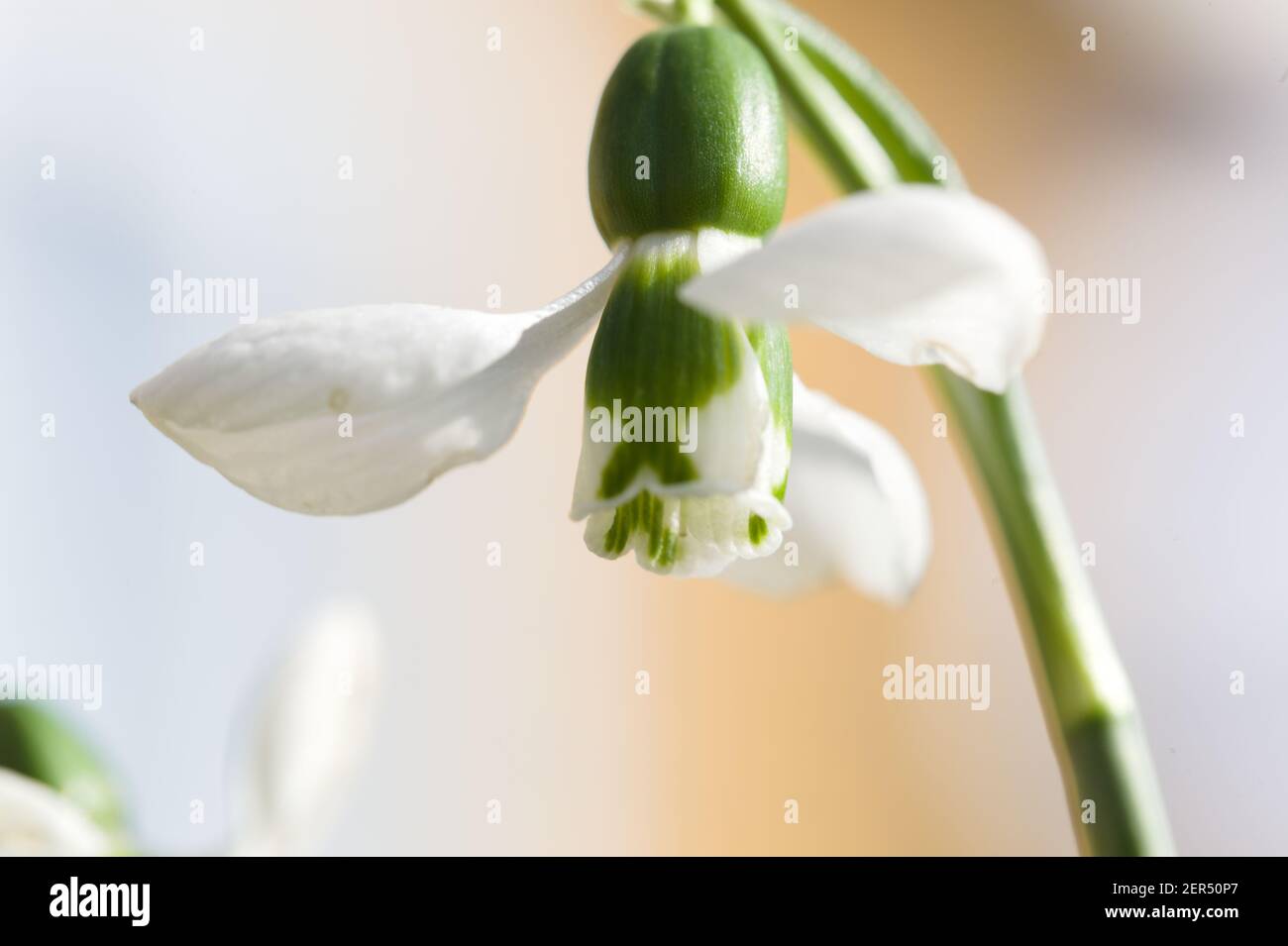 Galanthus beluga hi-res stock photography and images - Alamy