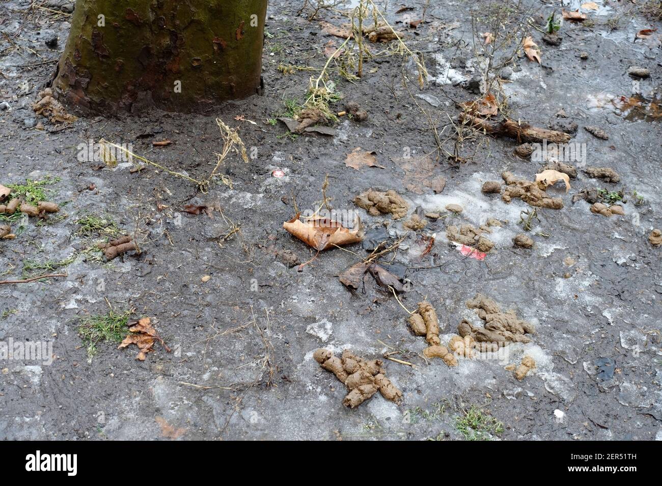 Fox droppings hi-res stock photography and images - Alamy