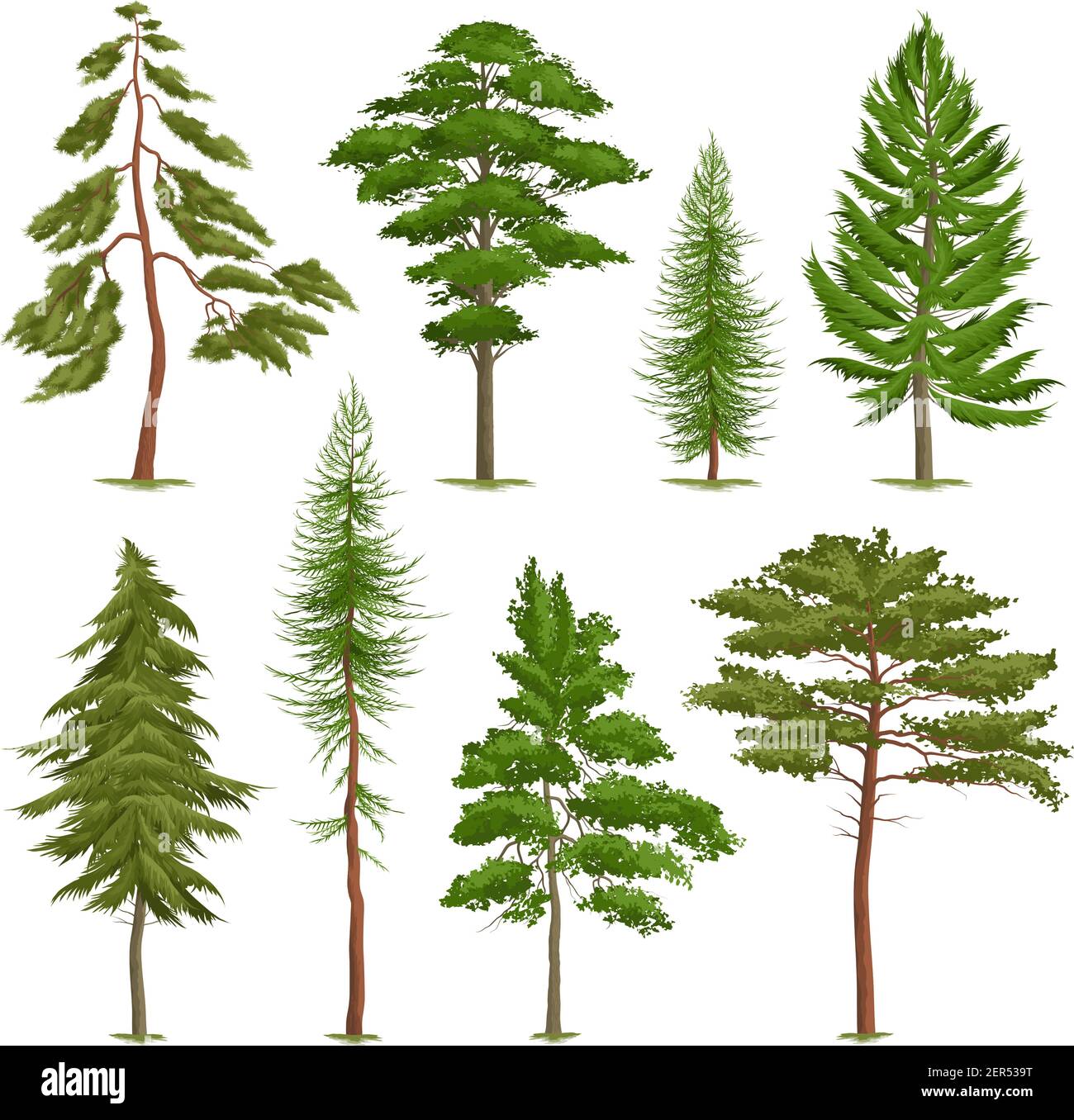 Different Types Of Pine Trees Different Types Of Pine Trees
