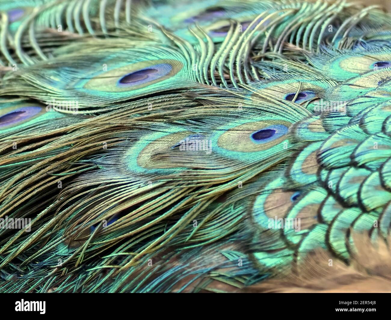 Bird tail hi-res stock photography and images - Alamy