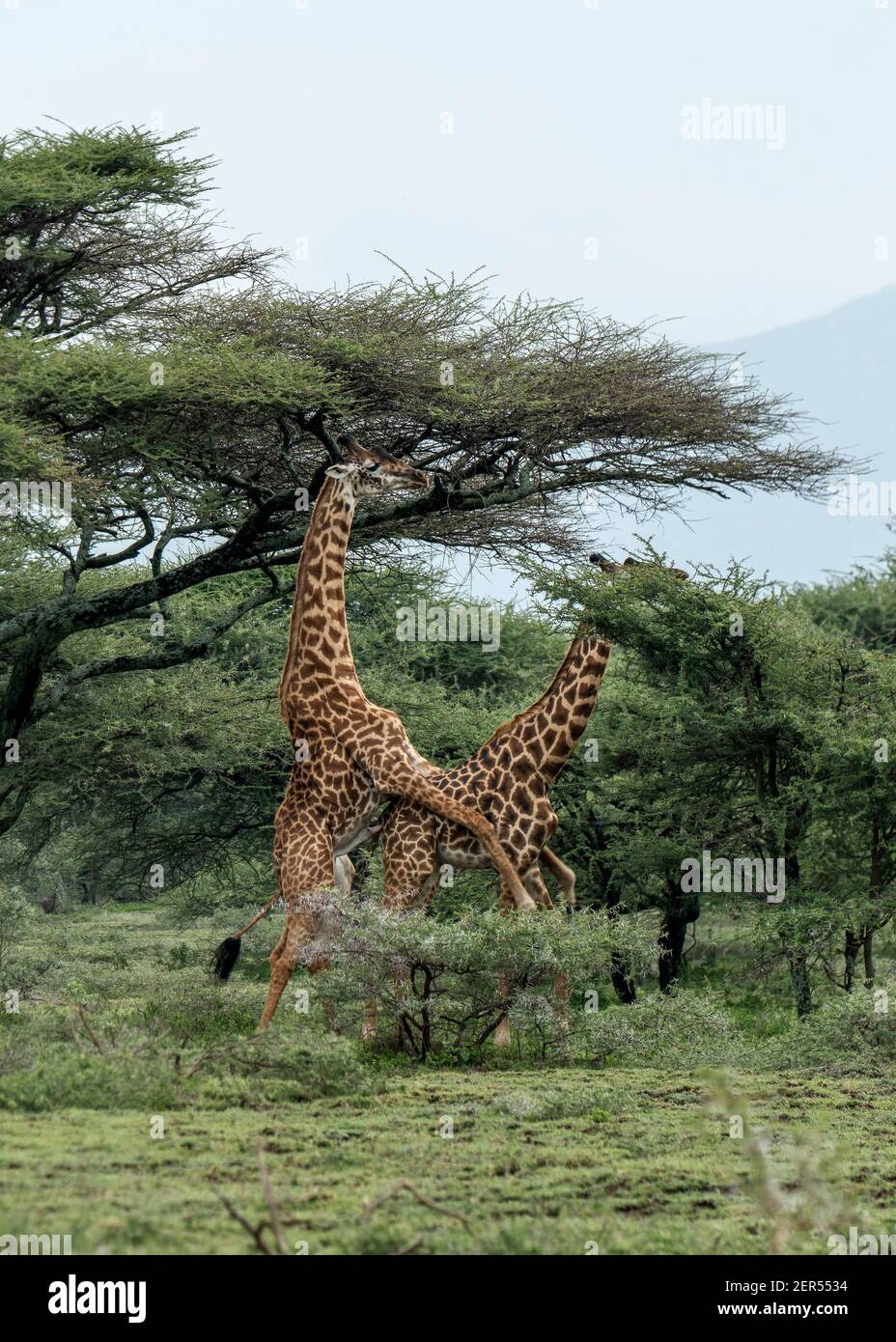 Giraffes mating in Serengeti, Tanzania Stock Photo - Alamy