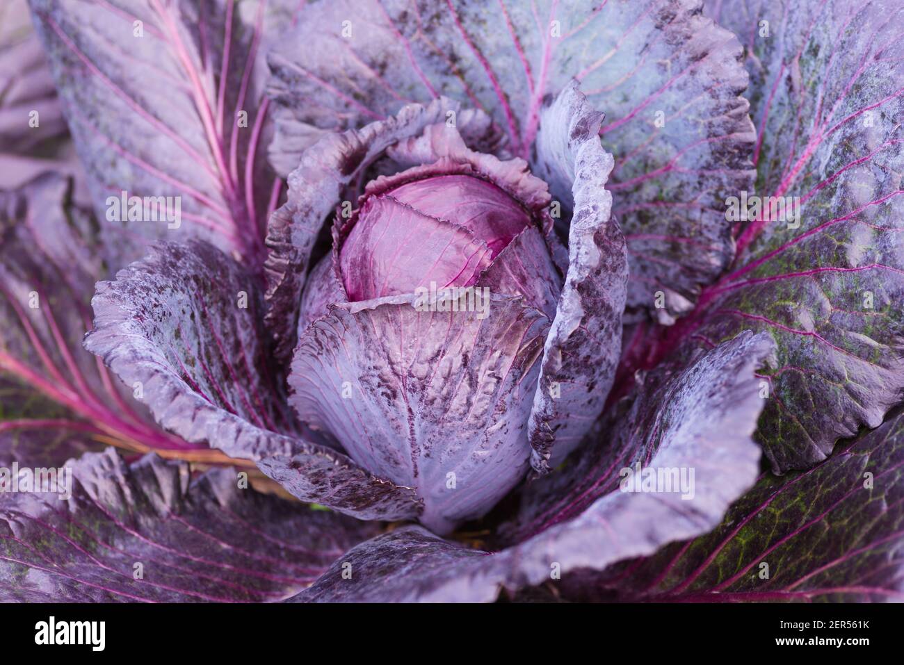 Fresh ripe head of red cabbage (Brassica oleracea) with lots of leaves ...