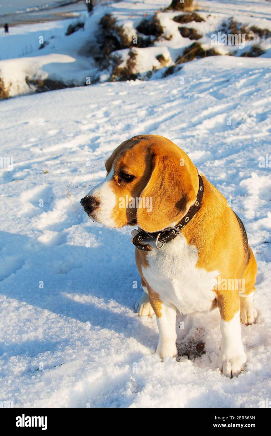 the beagle sits in the winter snow and looks into the distance Stock ...