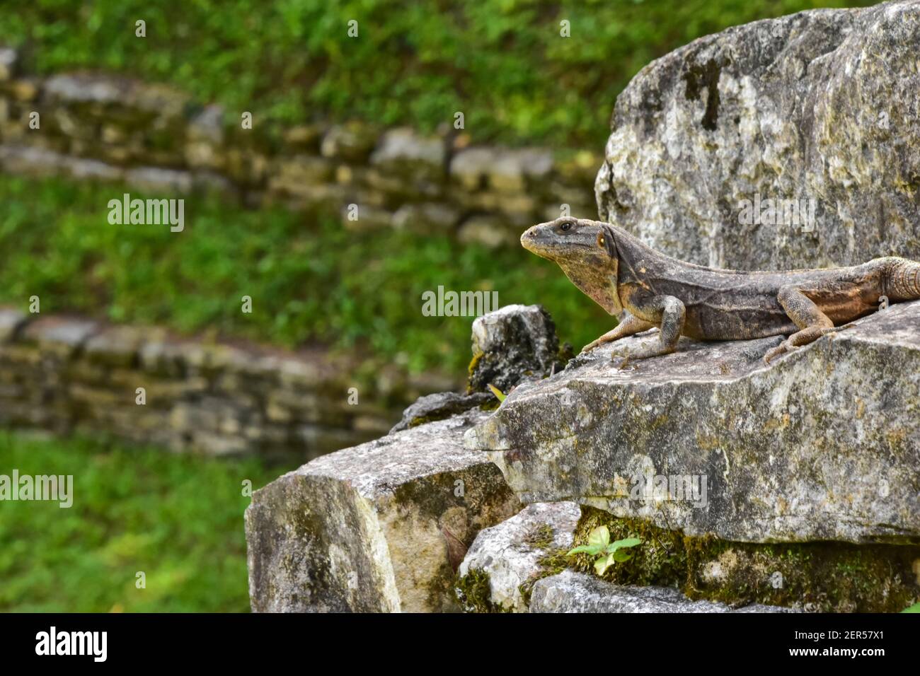 An iguana at Palenque, Mexico Stock Photo - Alamy
