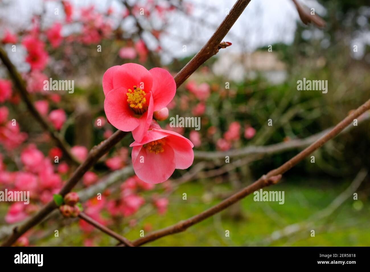 Japanese quince chaenomeles japonica in hi-res stock photography and ...