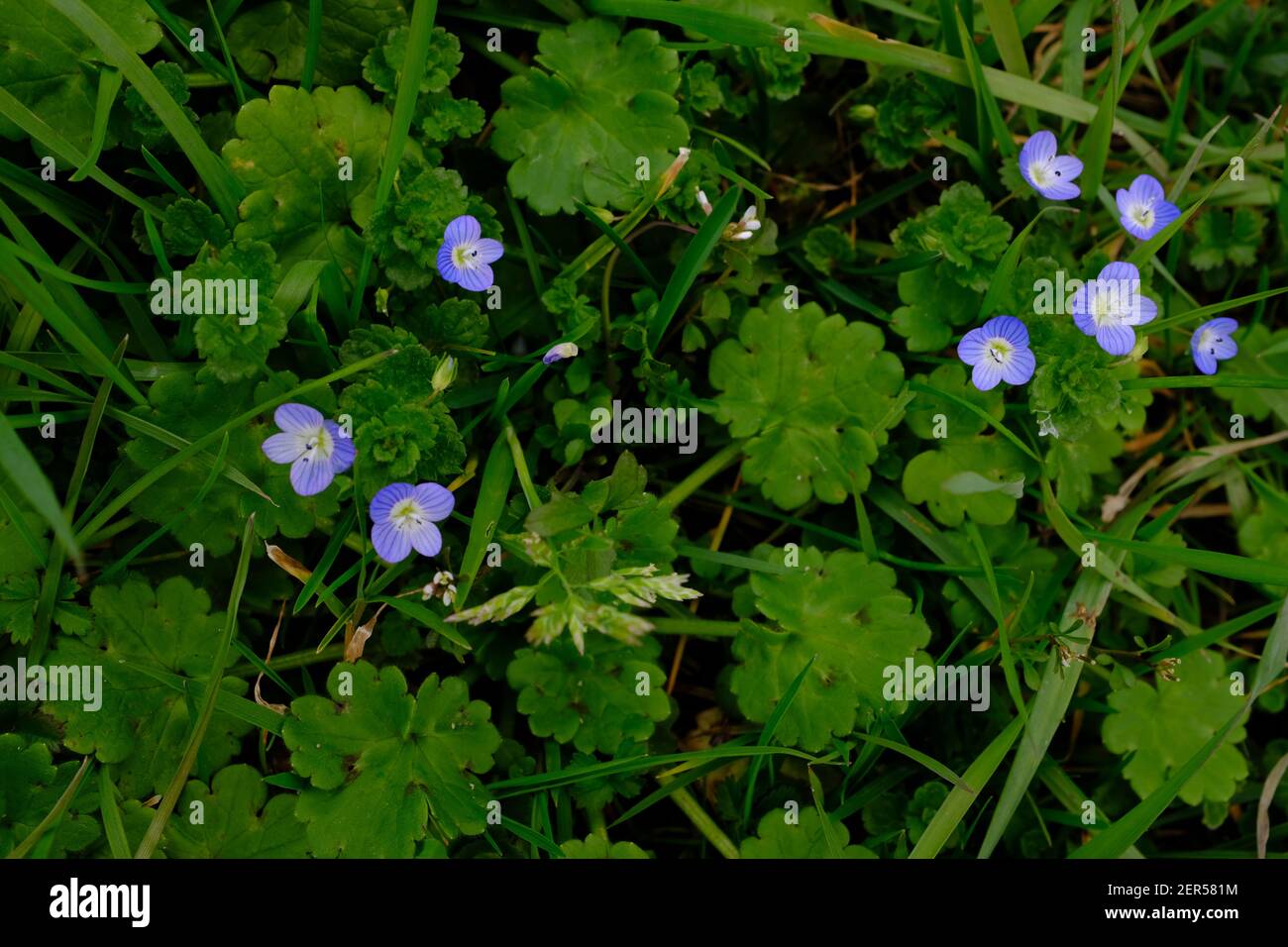 Gypsy weed hi-res stock photography and images - Alamy