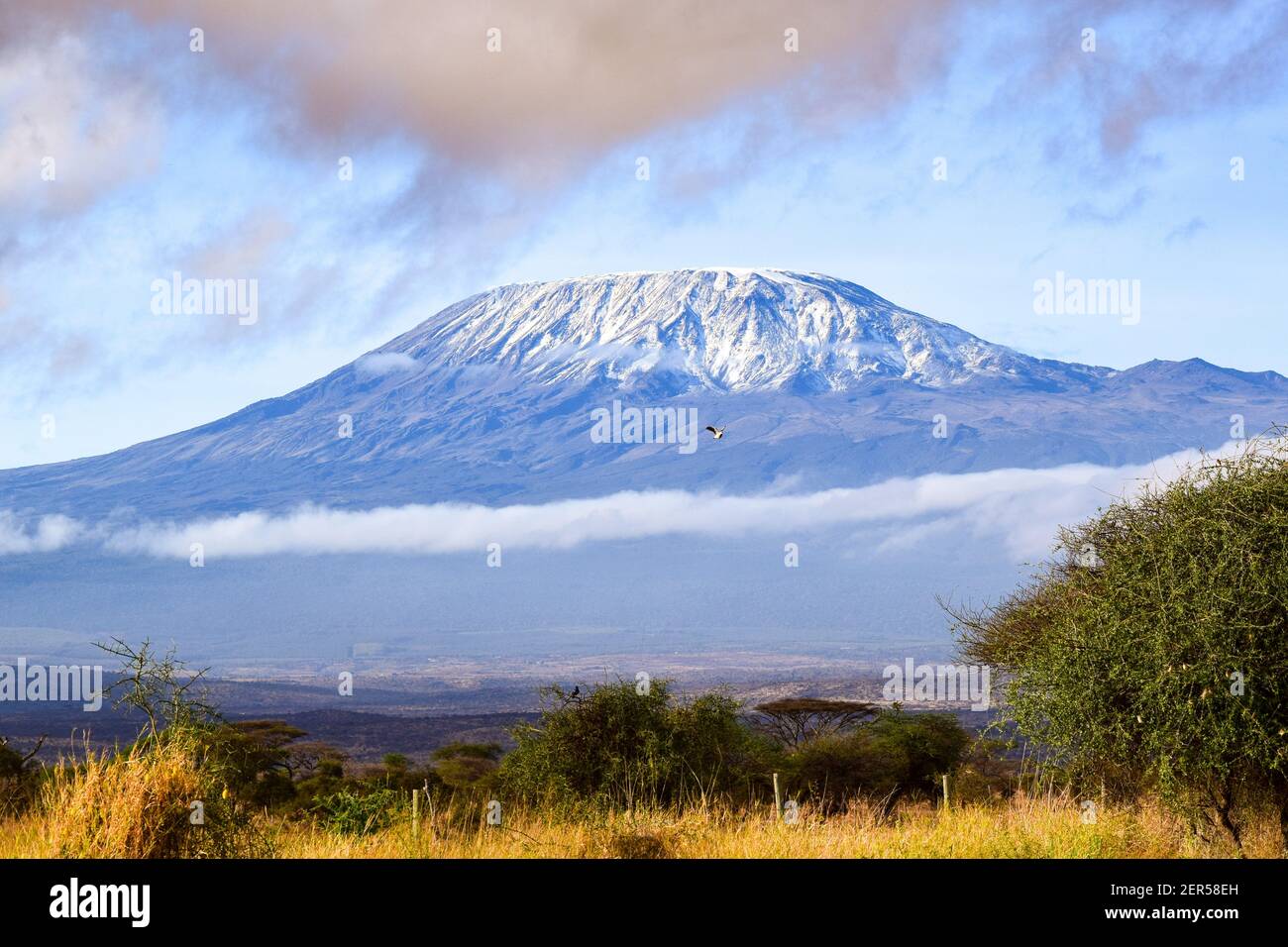view of kilimandjaro mount Stock Photo - Alamy