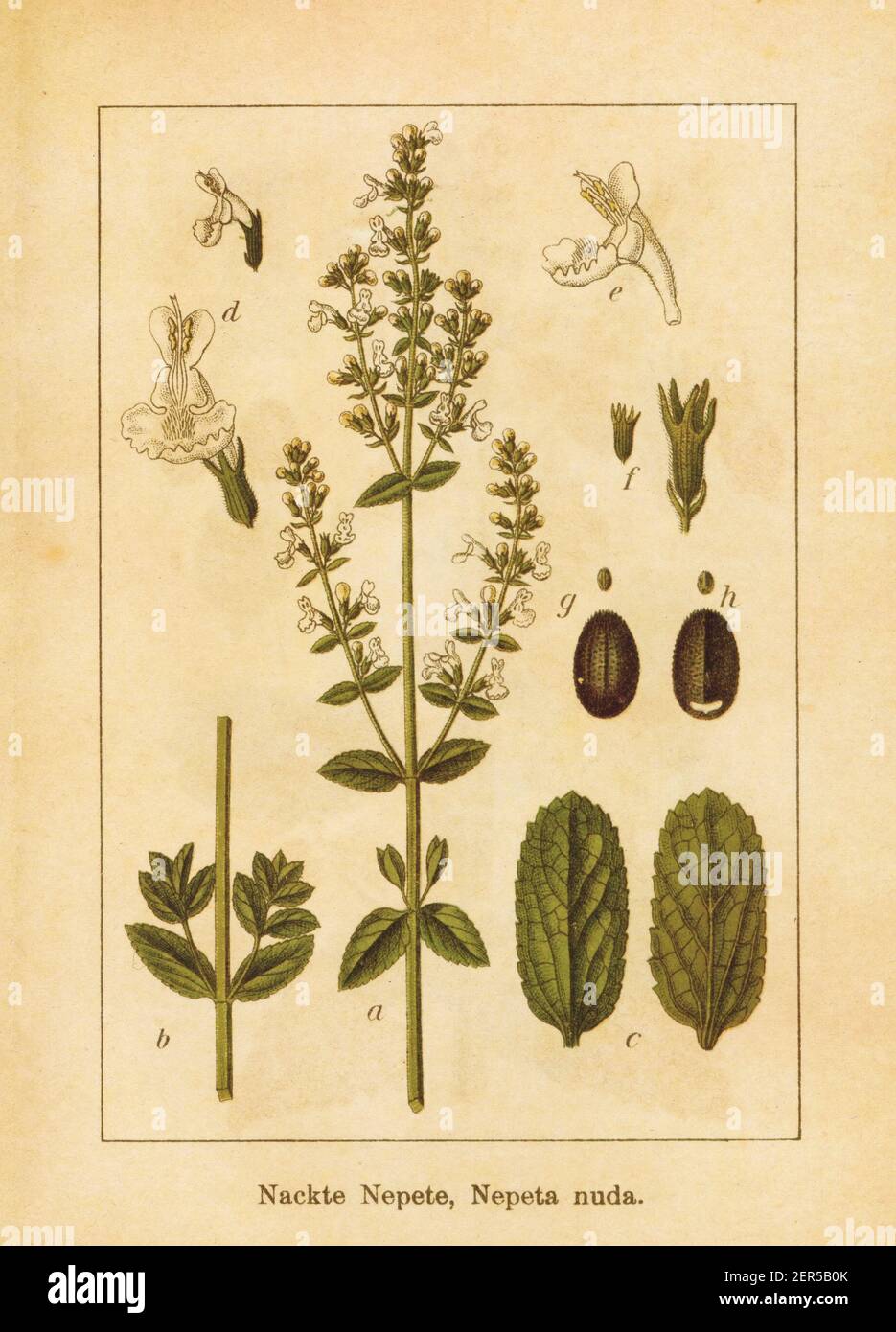Antique illustration of a nepeta nuda, also known as catnip or catmint ...