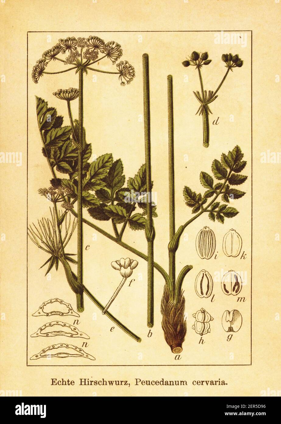 Antique 19th-century illustration of peucedanum cervaria. Engraving by Jacob Sturm (1771-1848 ...
