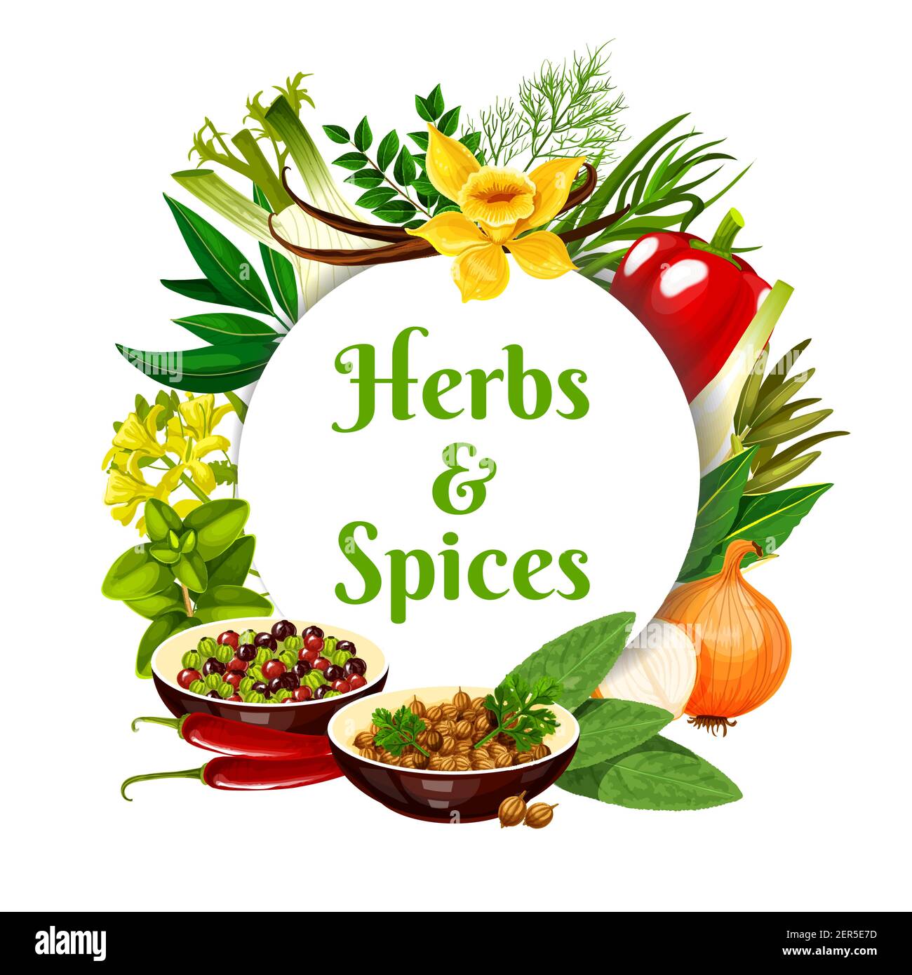 Herbs and spices vector round frame. Peppercorn, coriander, onion and ...
