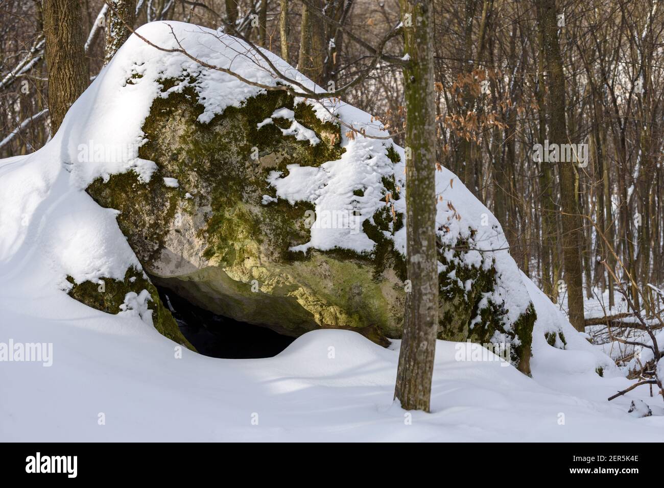 Den bear (Ursus arctos) in the woods under a large rock in winter Stock ...
