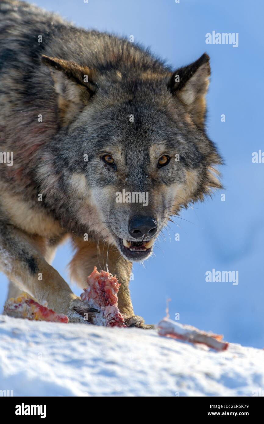 Gray wolf, Canis lupus, eat meat in the winter forest. Wolf in the ...