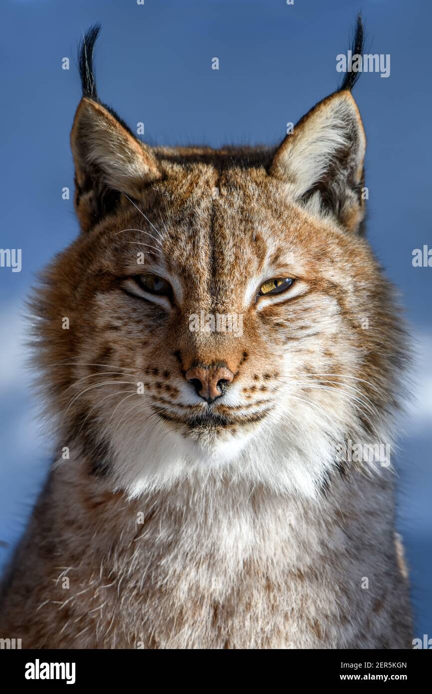 Lynx portrait in the snow. Wildlife scene from winter nature. Wild ...