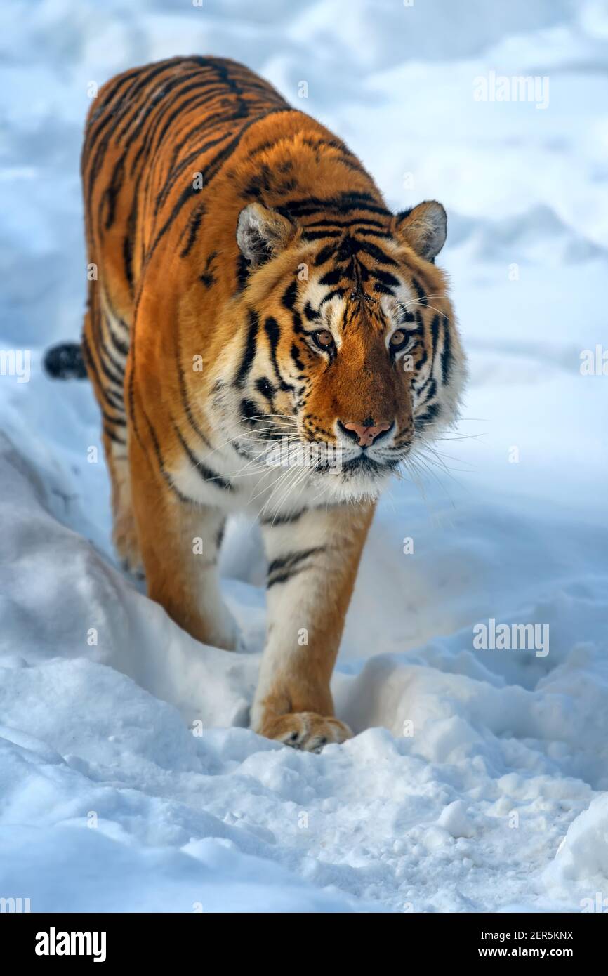 Siberian tiger roaring hi-res stock photography and images - Alamy