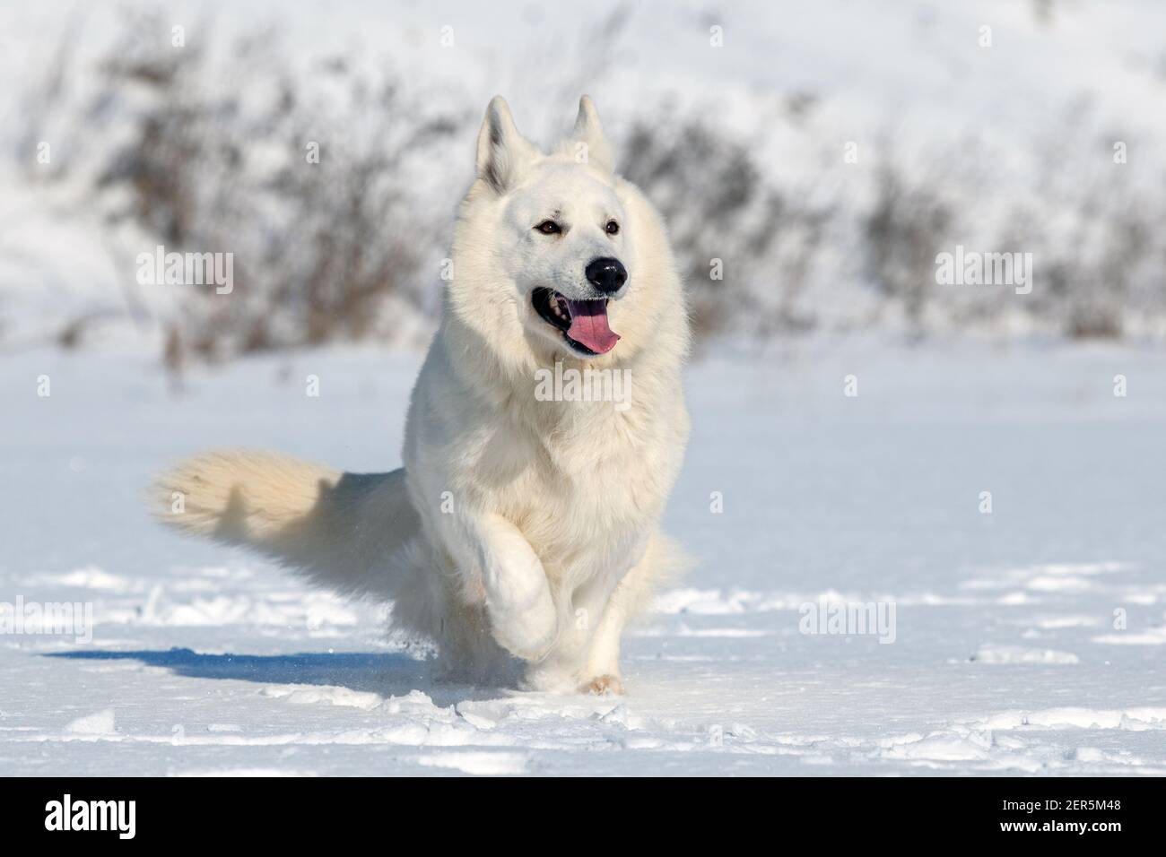 Canadian shepherd dog hi-res stock photography and images - Alamy