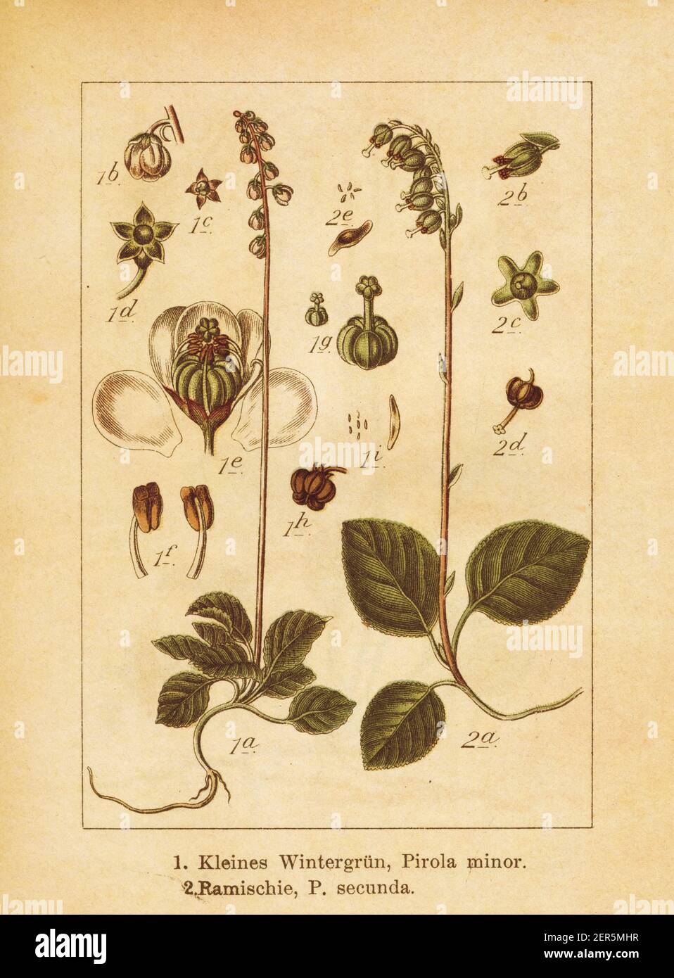 Antique illustration of a pyrola minor (also known as snowline ...