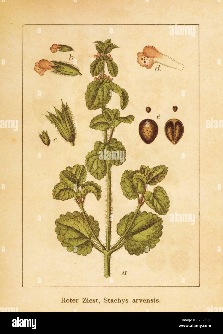 Stachys arvensis hi-res stock photography and images - Alamy