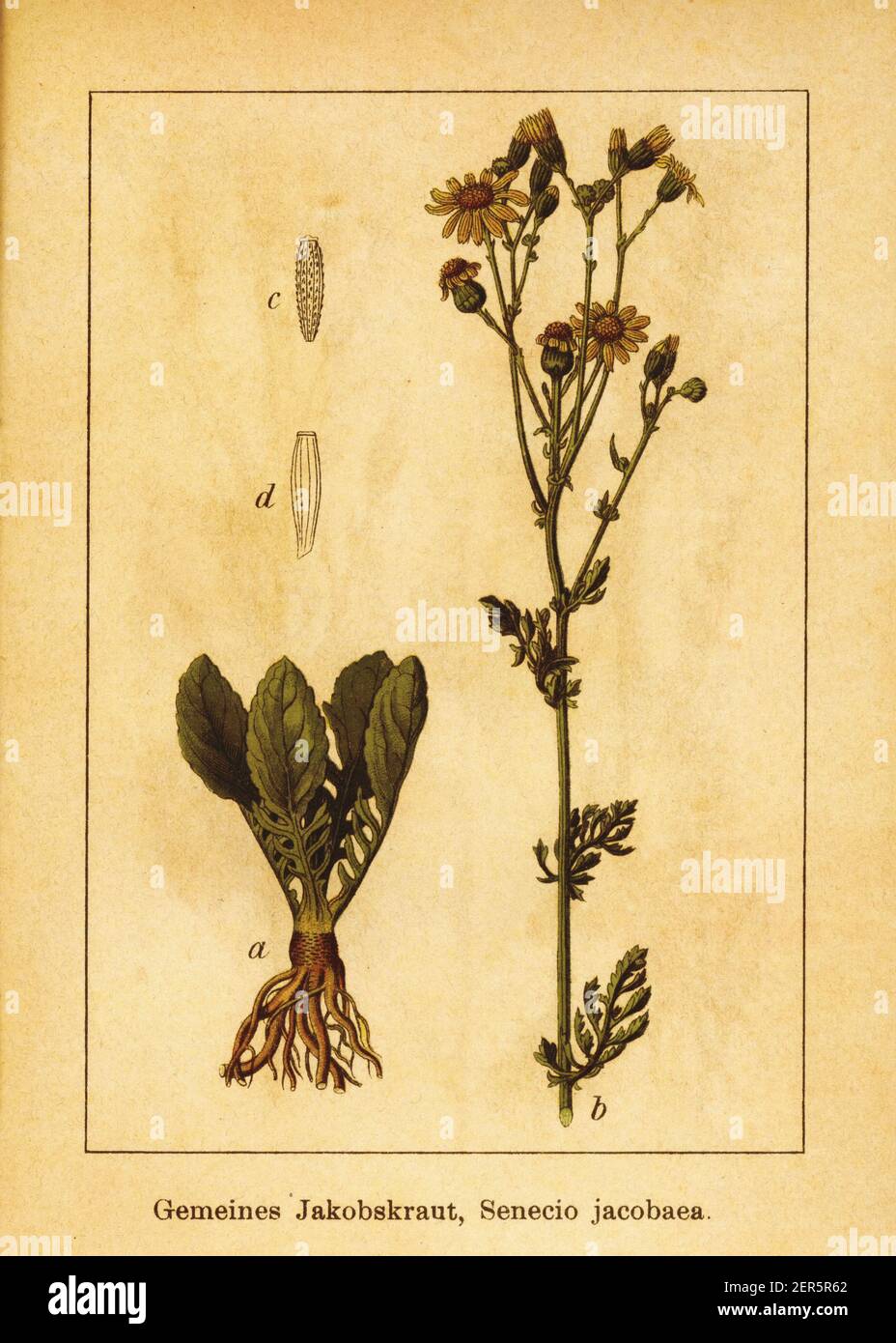 19th-century illustration of stinking willy. Engraving by Jacob Sturm ...