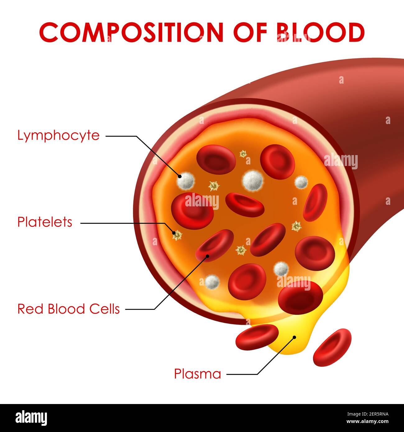 Composition of blood vector medicine scheme with vessel cross section ... Composition of blood vector medicine scheme with vessel cross section ...