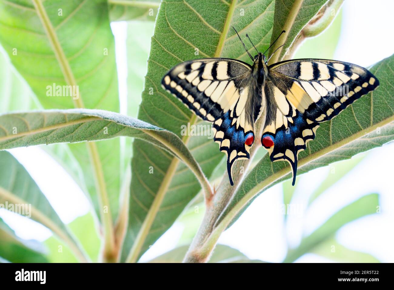Beautiful butterfly on some plant leaf Stock Photo - Alamy
